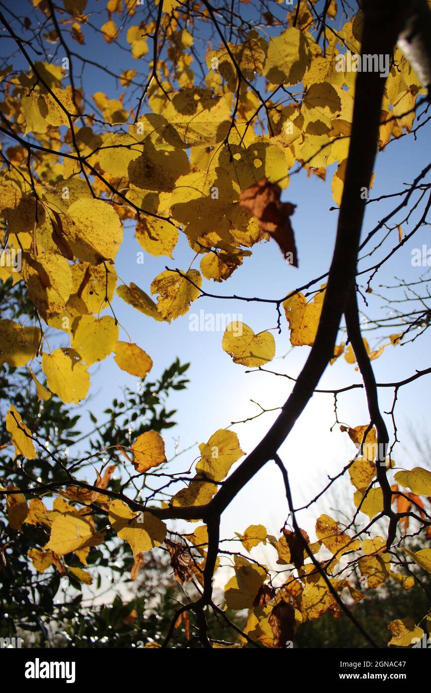 Autumn Trees in glowing yellow in the sun, Lincolnshire, England, UK ...
