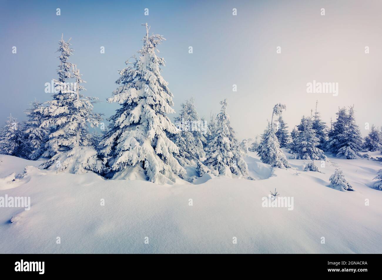 Marvelous winter view in Carpathian mountains with snow covered fir ...