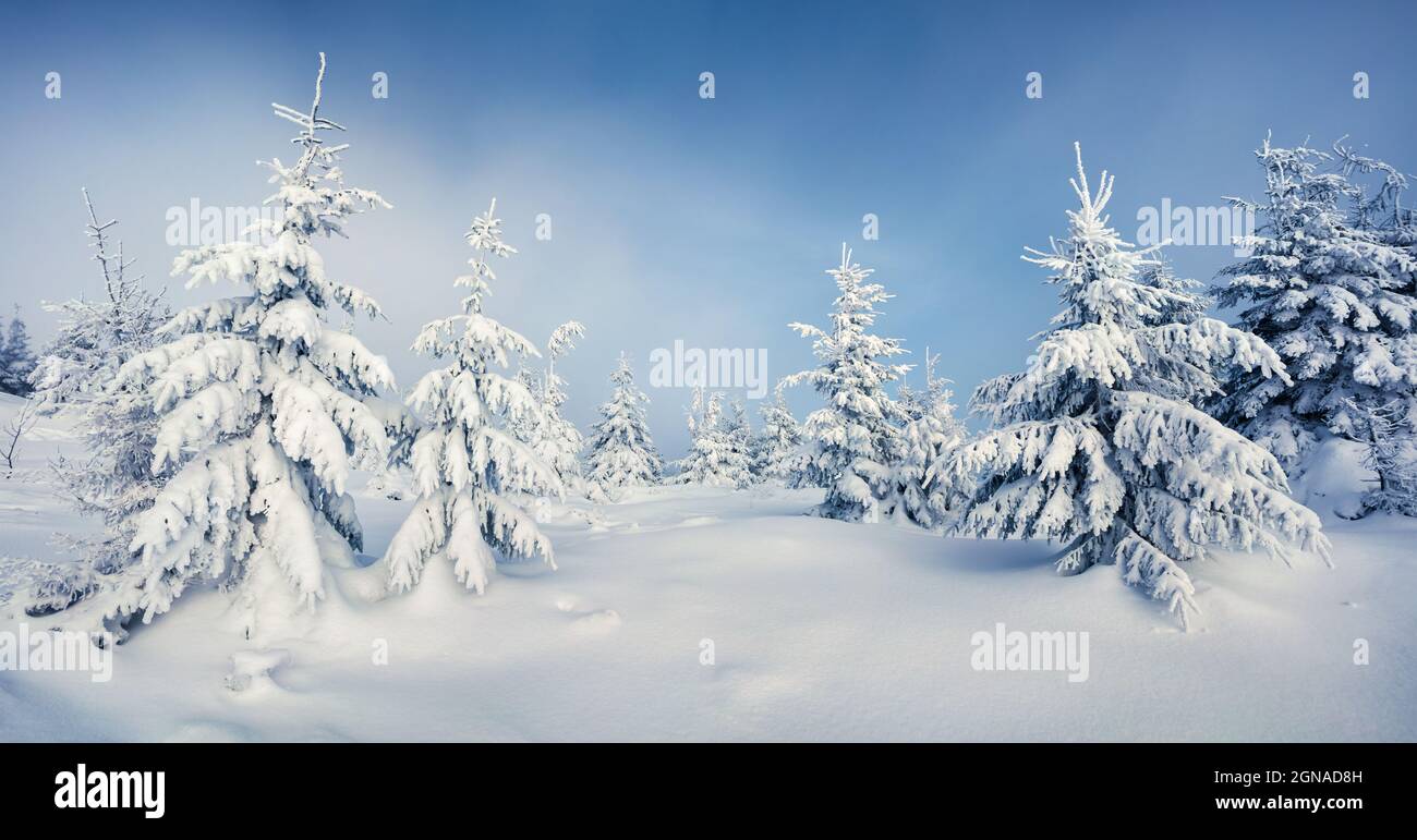 Panoramic view of mountain forest after heavy snowfall. Bright winter ...