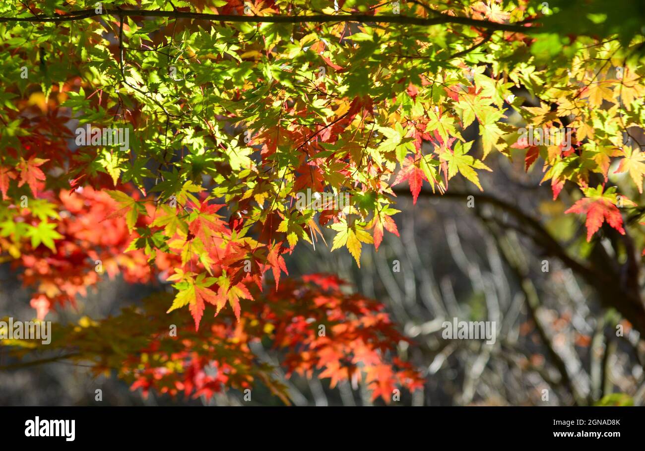 Autumn leaves at sunny day in Kusatsu Onsen Town, Gunma, Japan Stock ...