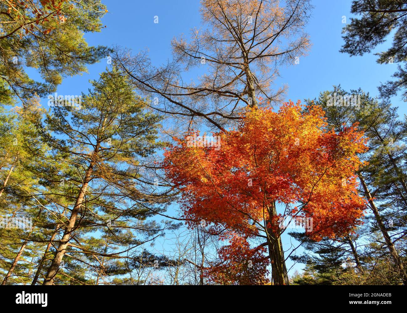 Autumn leaves at sunny day in Kusatsu Onsen Town, Gunma, Japan Stock ...