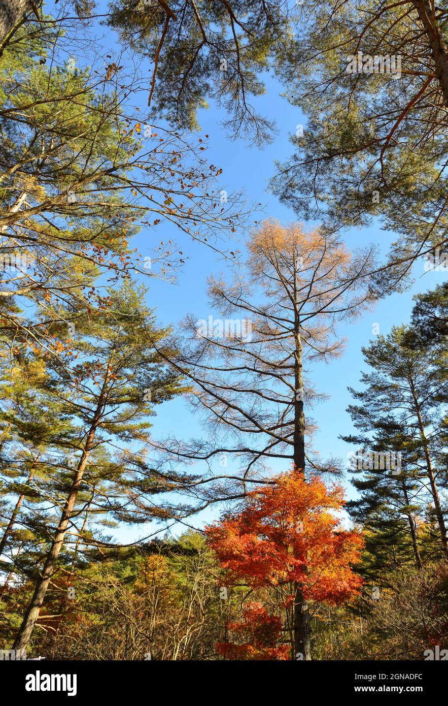Autumn leaves at sunny day in Kusatsu Onsen Town, Gunma, Japan Stock ...