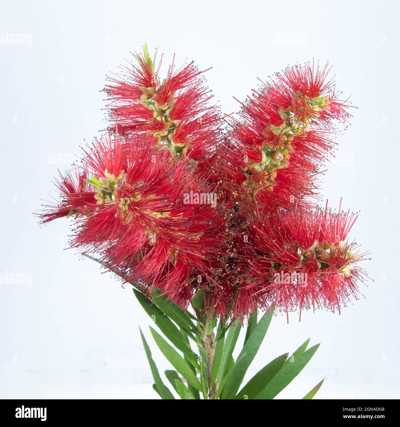 Australian native bouquet hi-res stock photography and images - Alamy