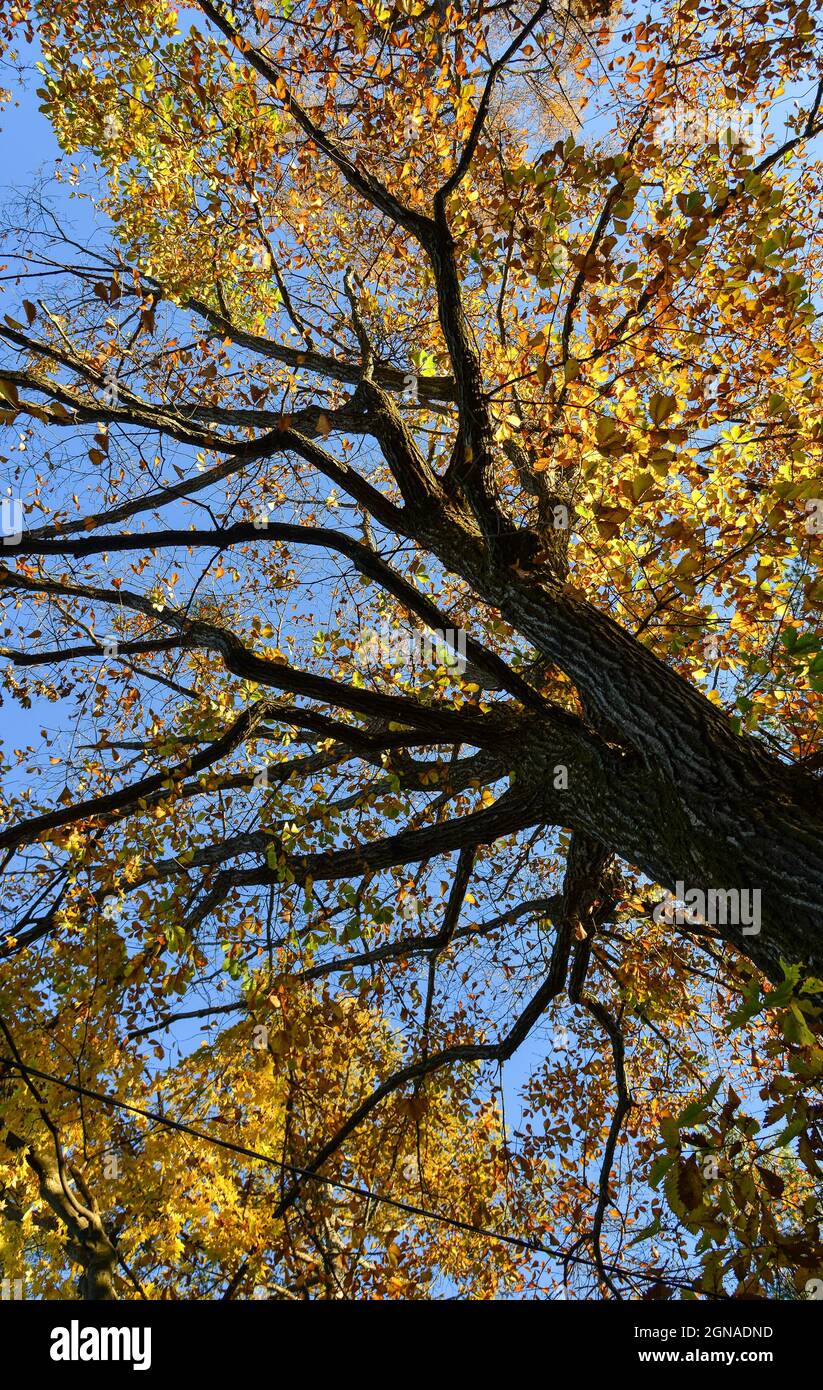 Autumn leaves at sunny day in Kusatsu Onsen Town, Gunma, Japan Stock ...