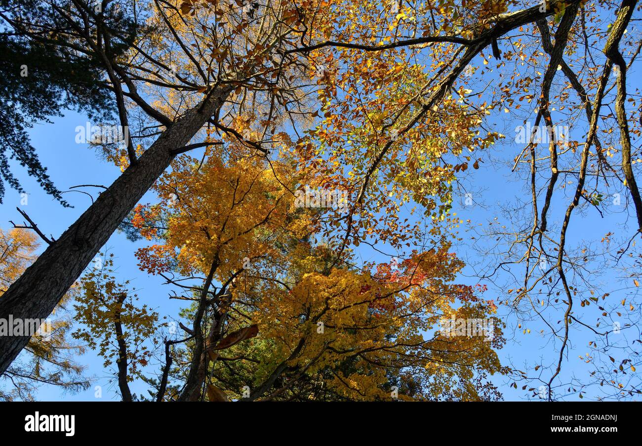 Autumn leaves at sunny day in Kusatsu Onsen Town, Gunma, Japan Stock ...