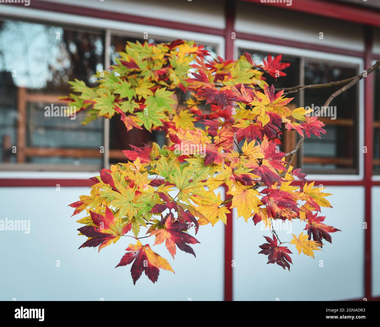 Autumn leaves at sunny day in Kusatsu Onsen Town, Gunma, Japan Stock ...