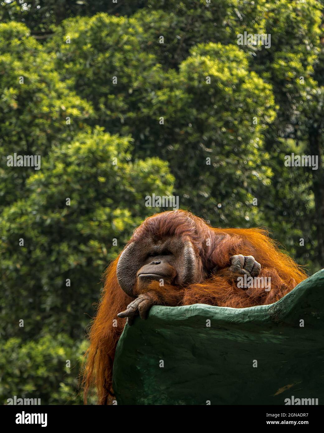 Kalimantan fauna hi-res stock photography and images - Alamy