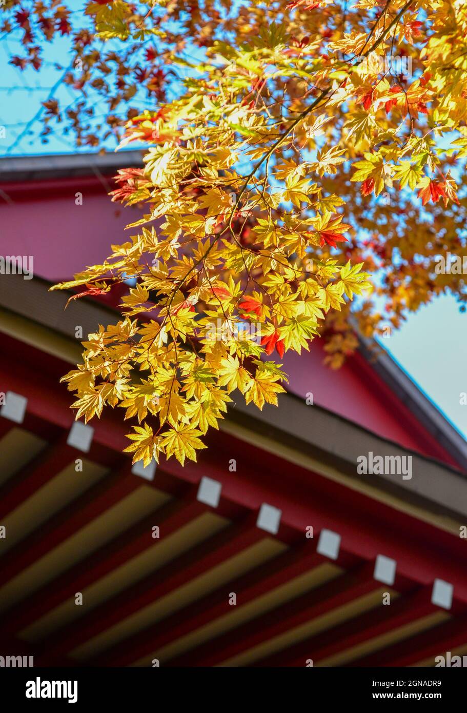 Autumn leaves at sunny day in Kusatsu Onsen Town, Gunma, Japan Stock ...