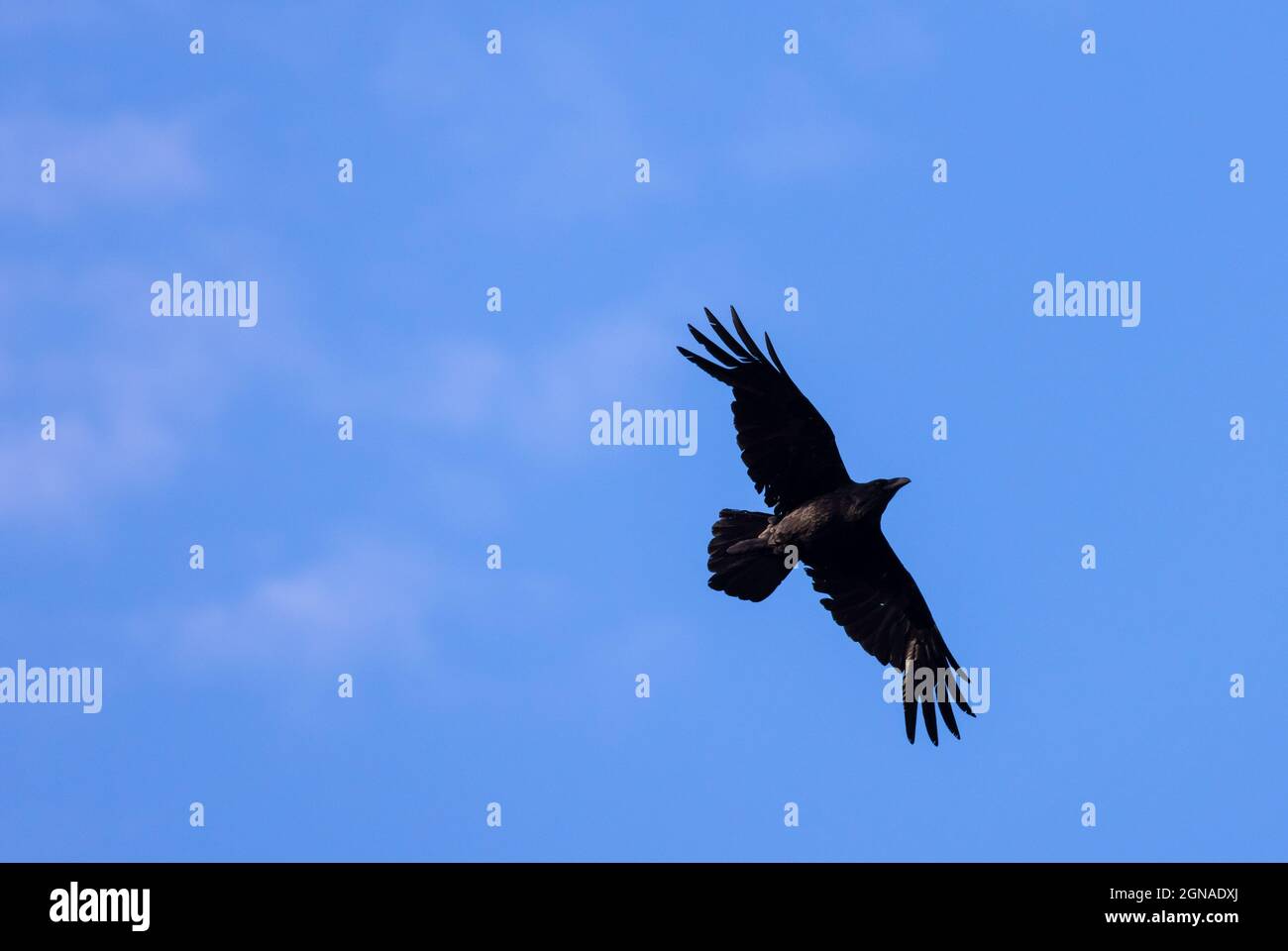 Raven flying hi-res stock photography and images - Alamy