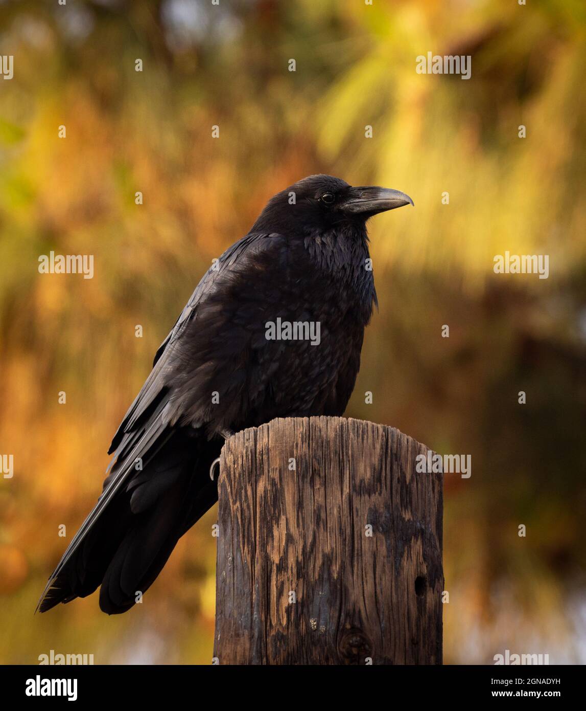 Dinosaur in nature background hi-res stock photography and images - Alamy