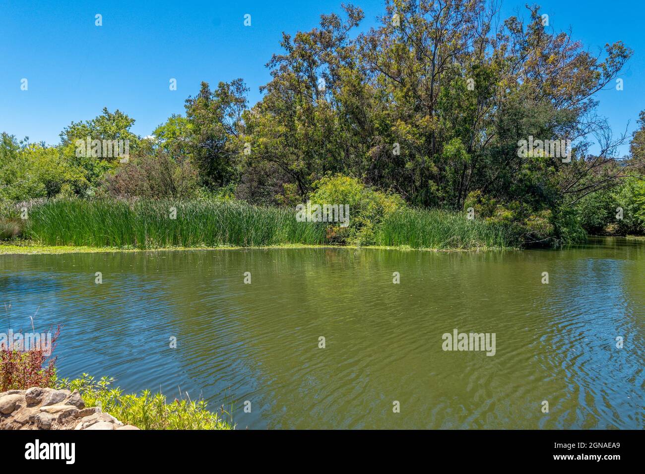 Vasona Lake County Park in in Los Gatos, California USA Stock Photo - Alamy