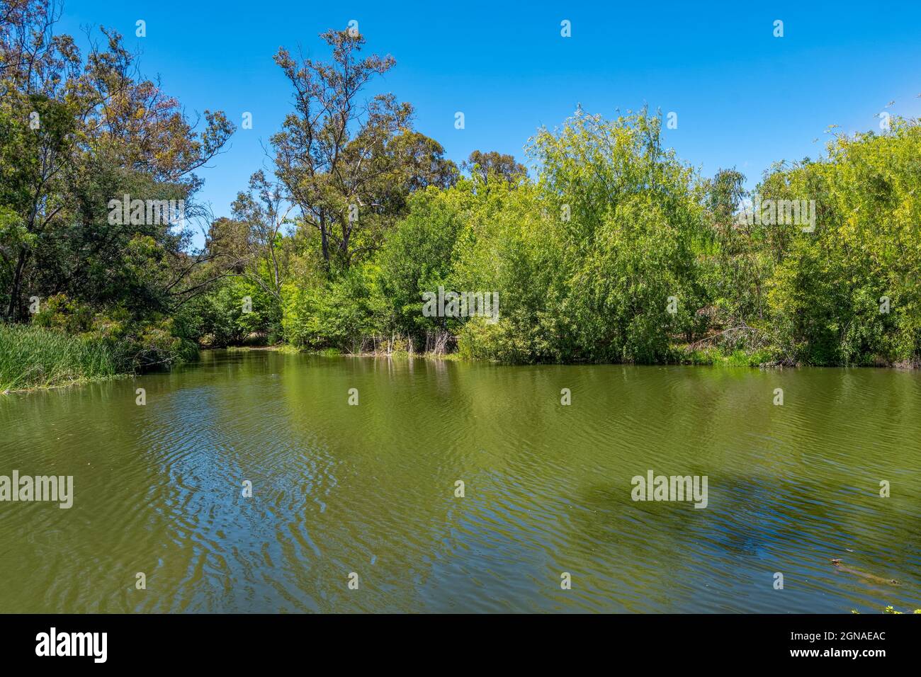 Vasona Lake County Park in in Los Gatos, California USA Stock Photo - Alamy