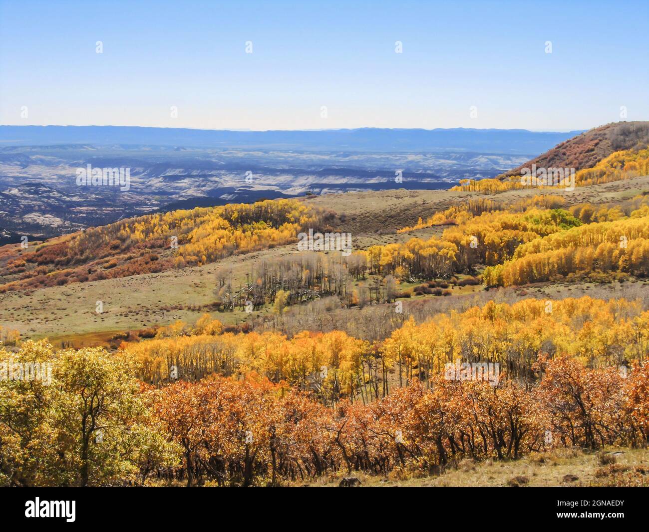 View over the slopes of the Aquarius Plateau covered in different aspen ...
