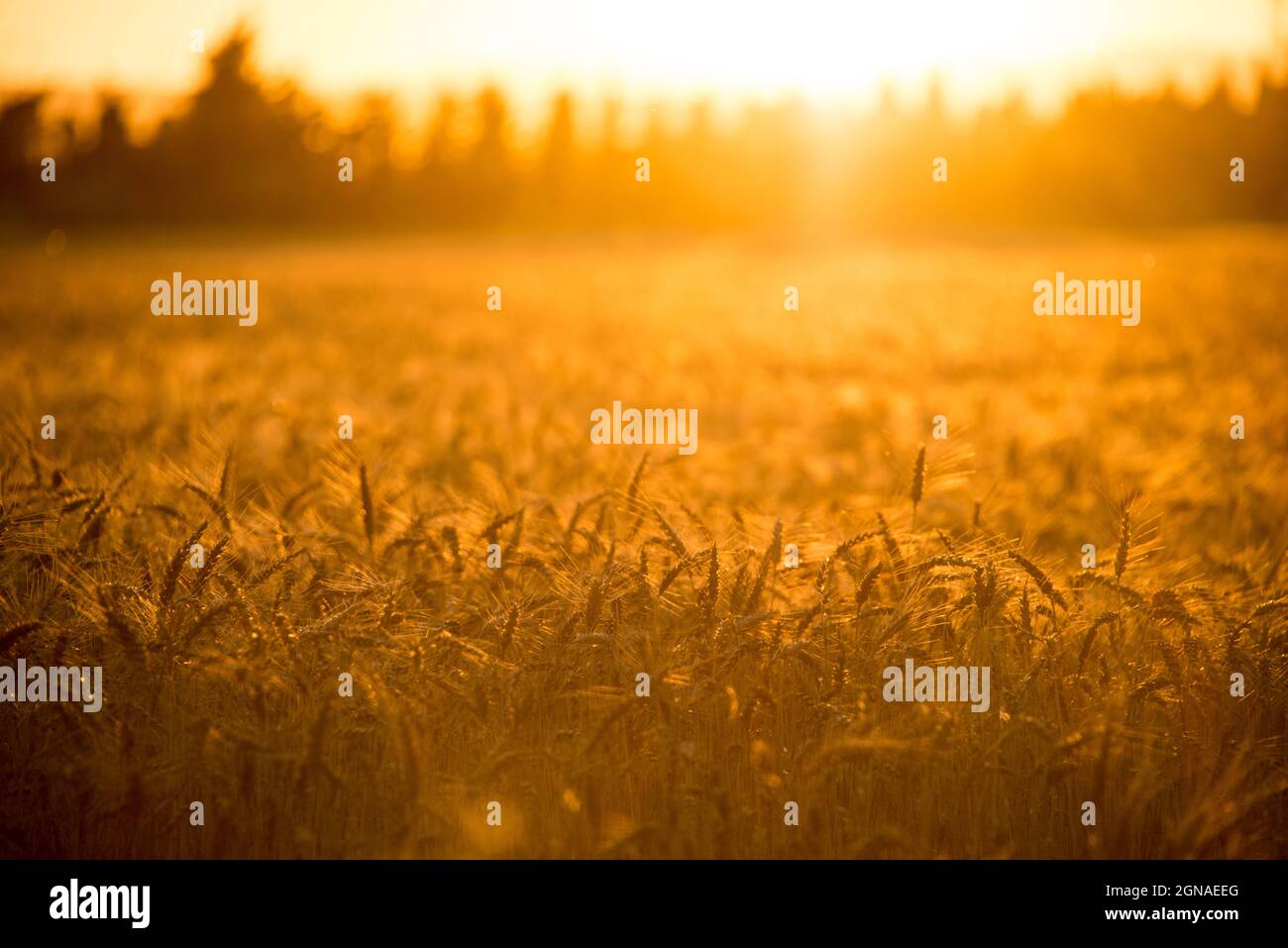 Golden wheatfield in sunset hi-res stock photography and images - Alamy