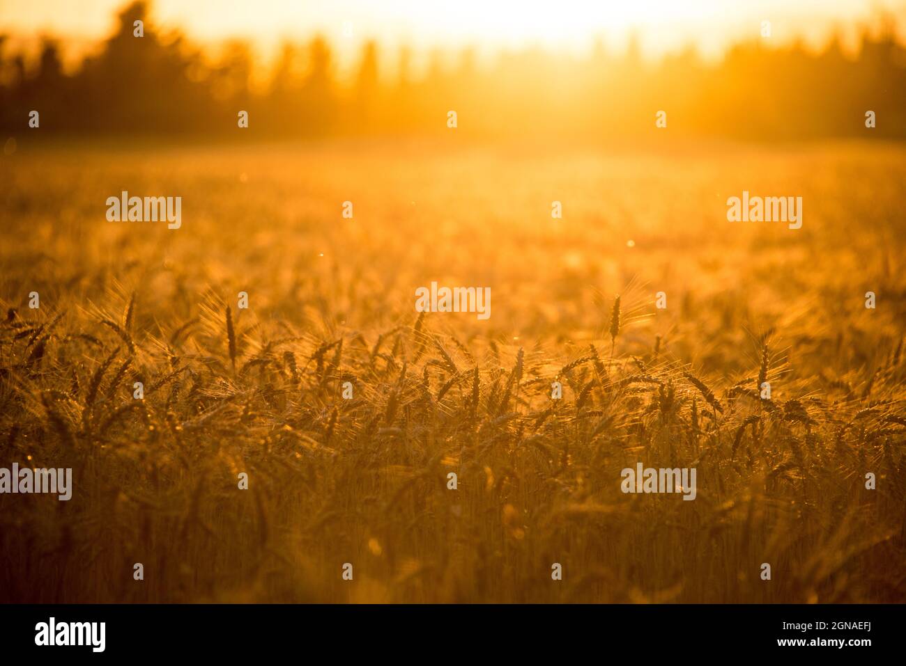Golden light: a wheatfield in the setting sun of an Southern France ...