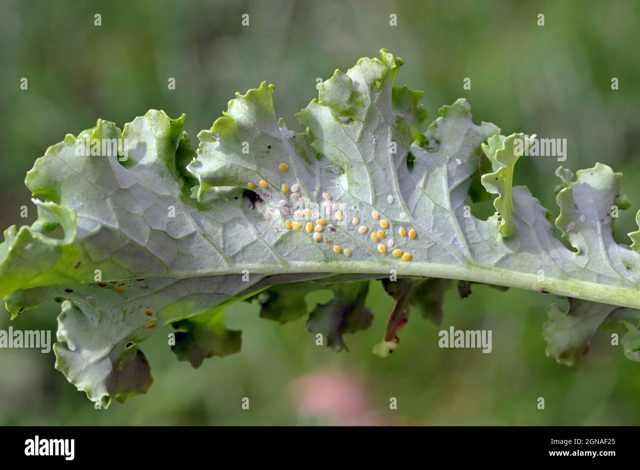 Pests of cabbage hi-res stock photography and images - Alamy