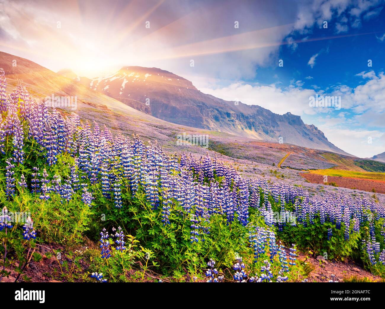 Typical Icelandic landscape with field of blooming lupine flowers in ...