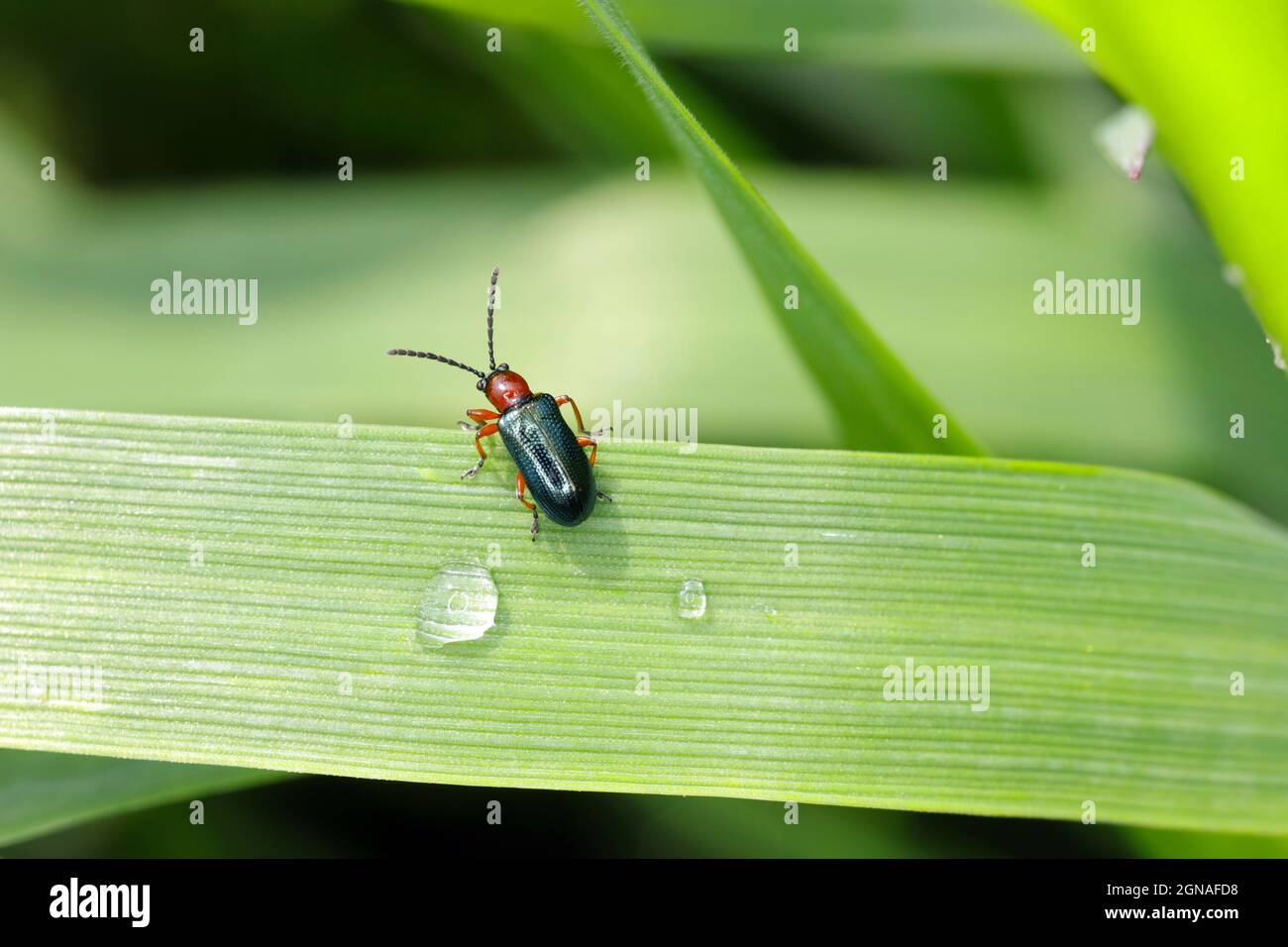 Cereal leaf beetle (Oulema melanopus) on the cereal leaf. It is a ...