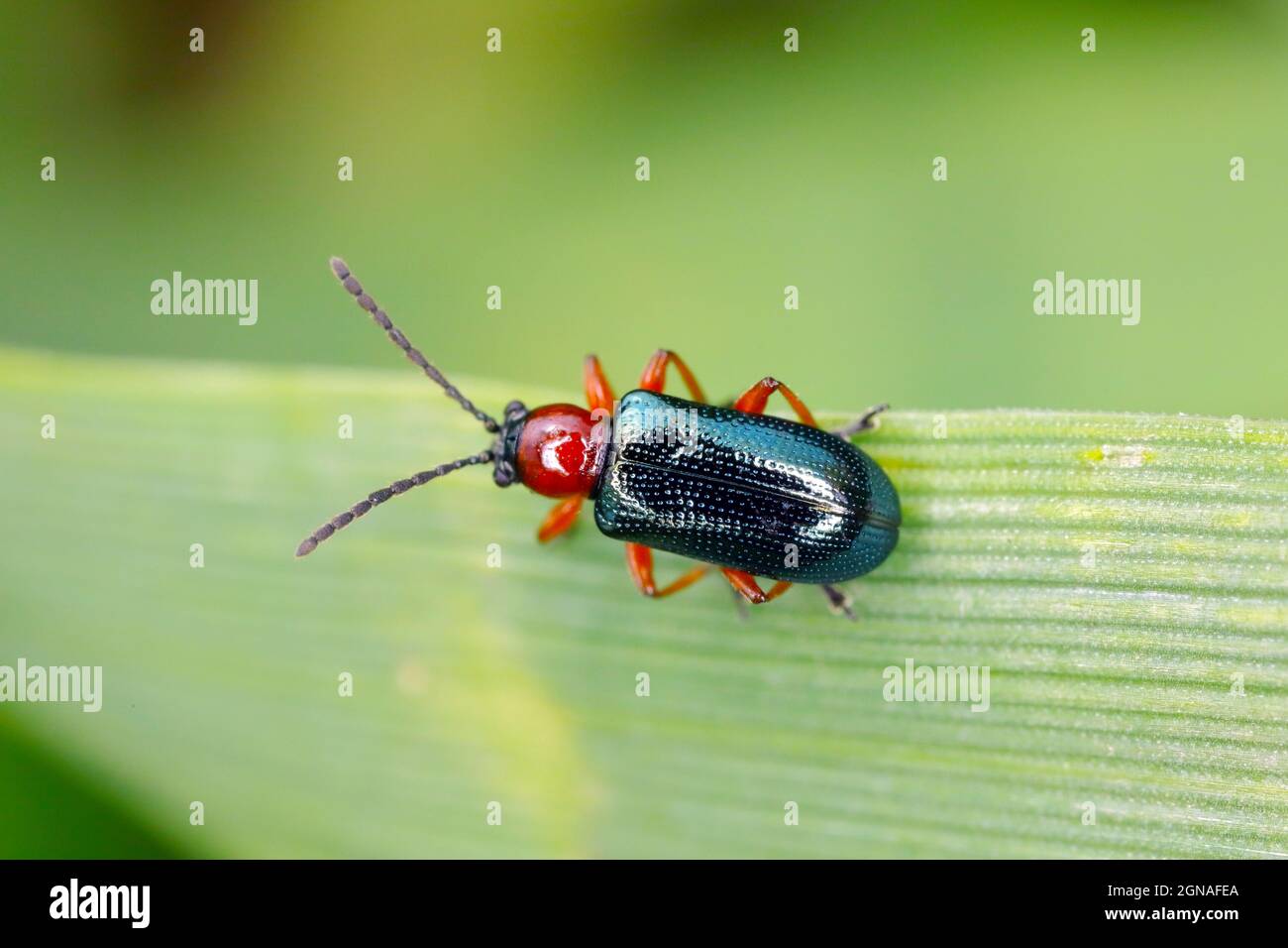 Cereal leaf beetle (Oulema melanopus) on the cereal leaf. It is a ...