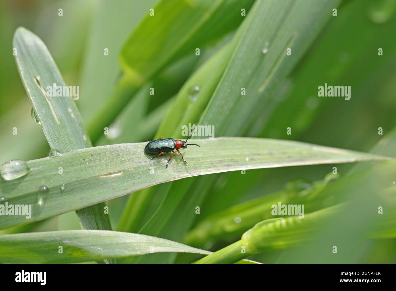 Cereal leaf beetle (Oulema melanopus) on the cereal leaf. It is a ...