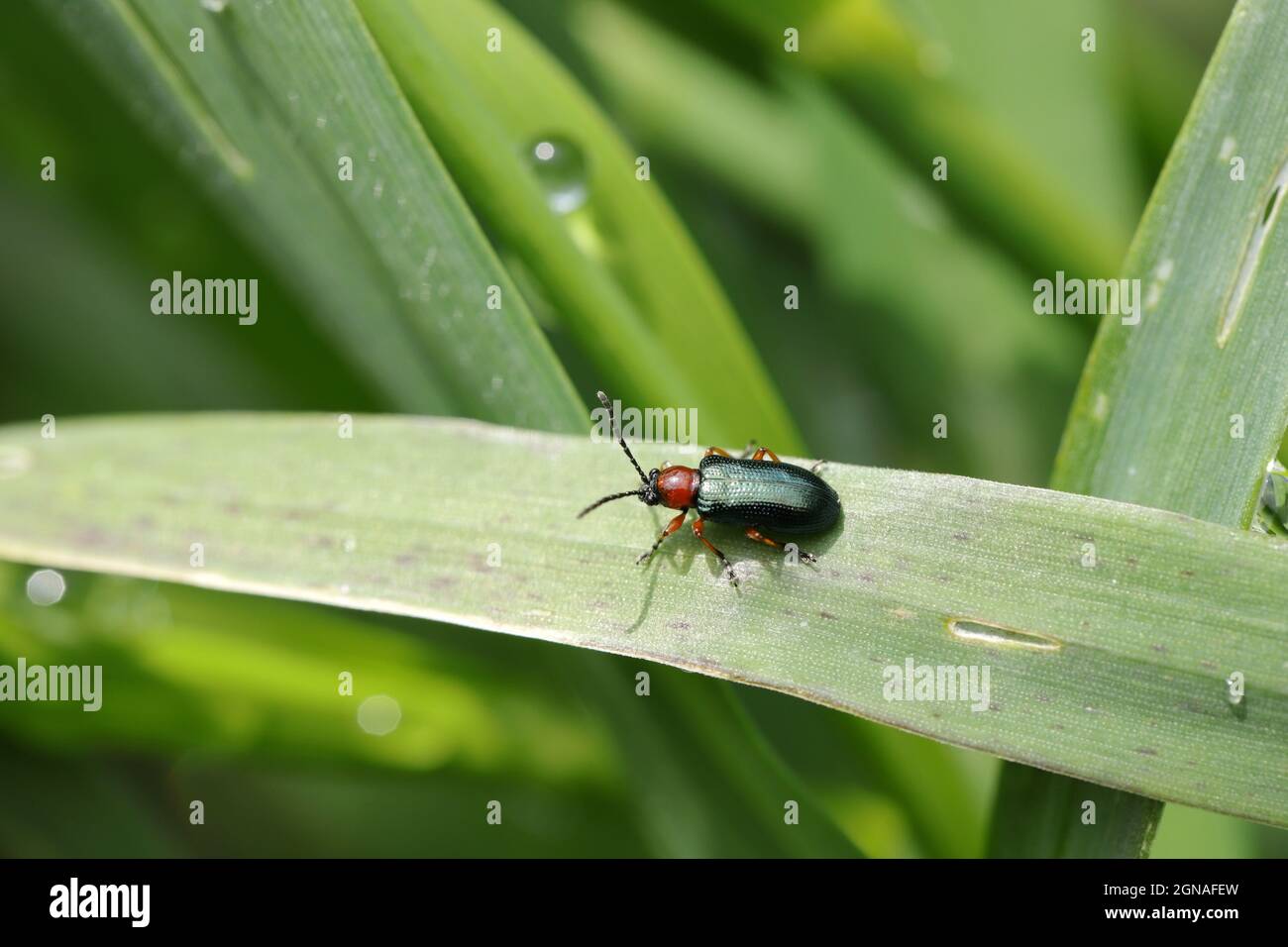 Cereal leaf beetle (Oulema melanopus) on the cereal leaf. It is a ...