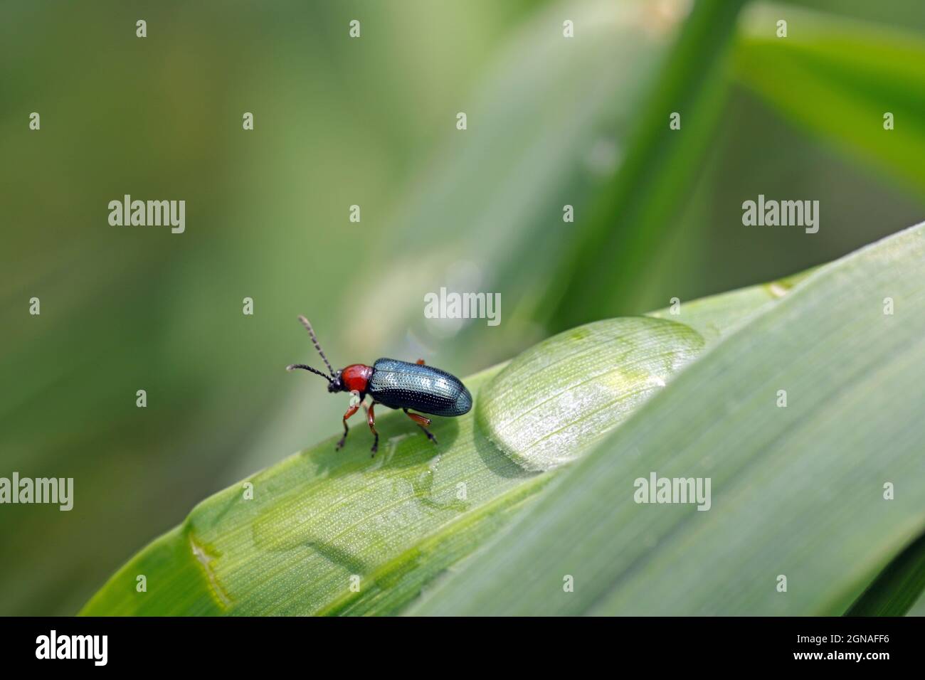 Cereal leaf beetle (Oulema melanopus) on the cereal leaf. It is a ...