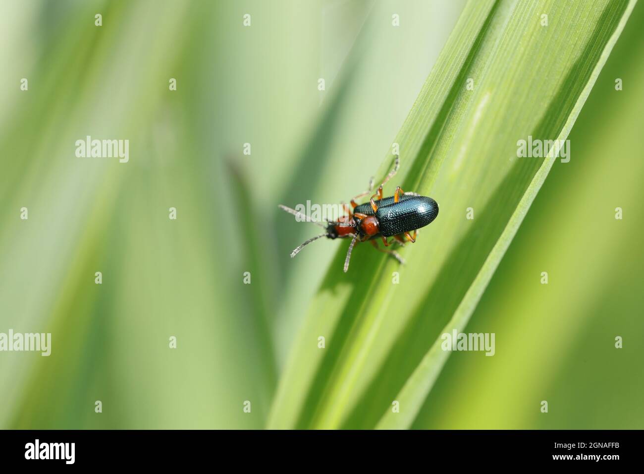 Cereal leaf beetle (Oulema melanopus) on the cereal leaf. It is a ...