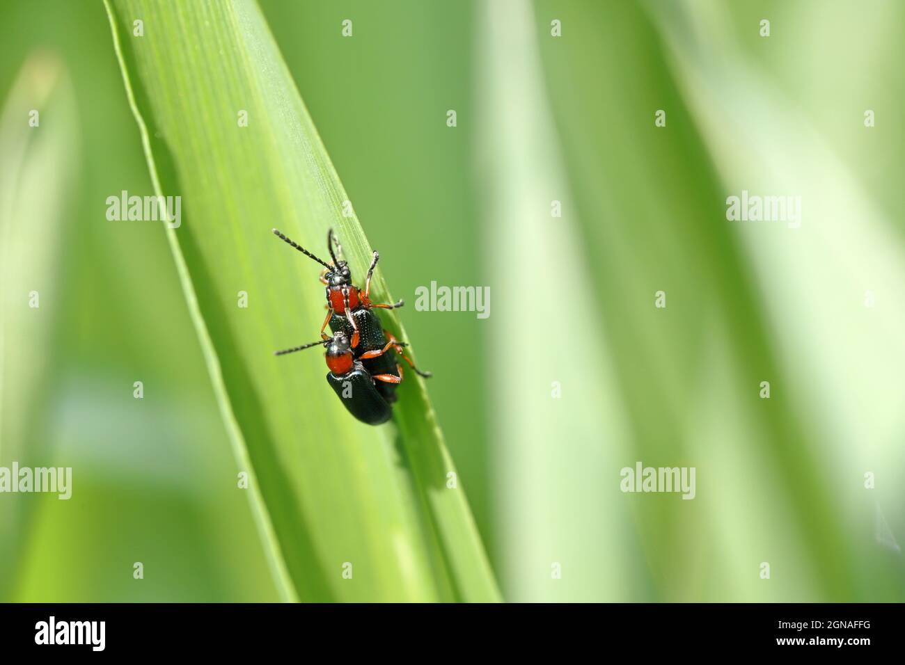 Cereal leaf beetle (Oulema melanopus) on the cereal leaf. It is a ...