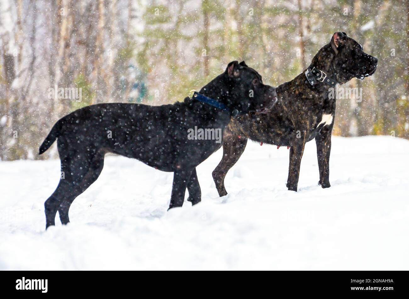 Two Cane Corso dogs in profile snow and forest Stock Photo - Alamy