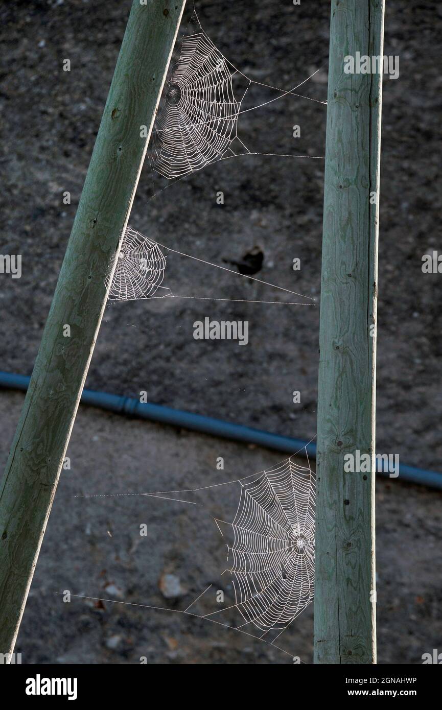 Spider's web between two telegraph poles Stock Photo - Alamy