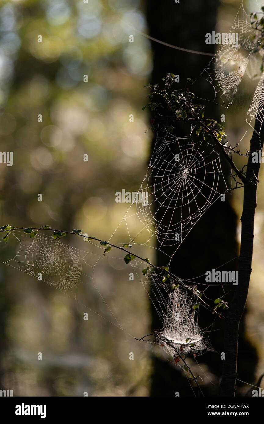 Spider's web in the woods Stock Photo - Alamy
