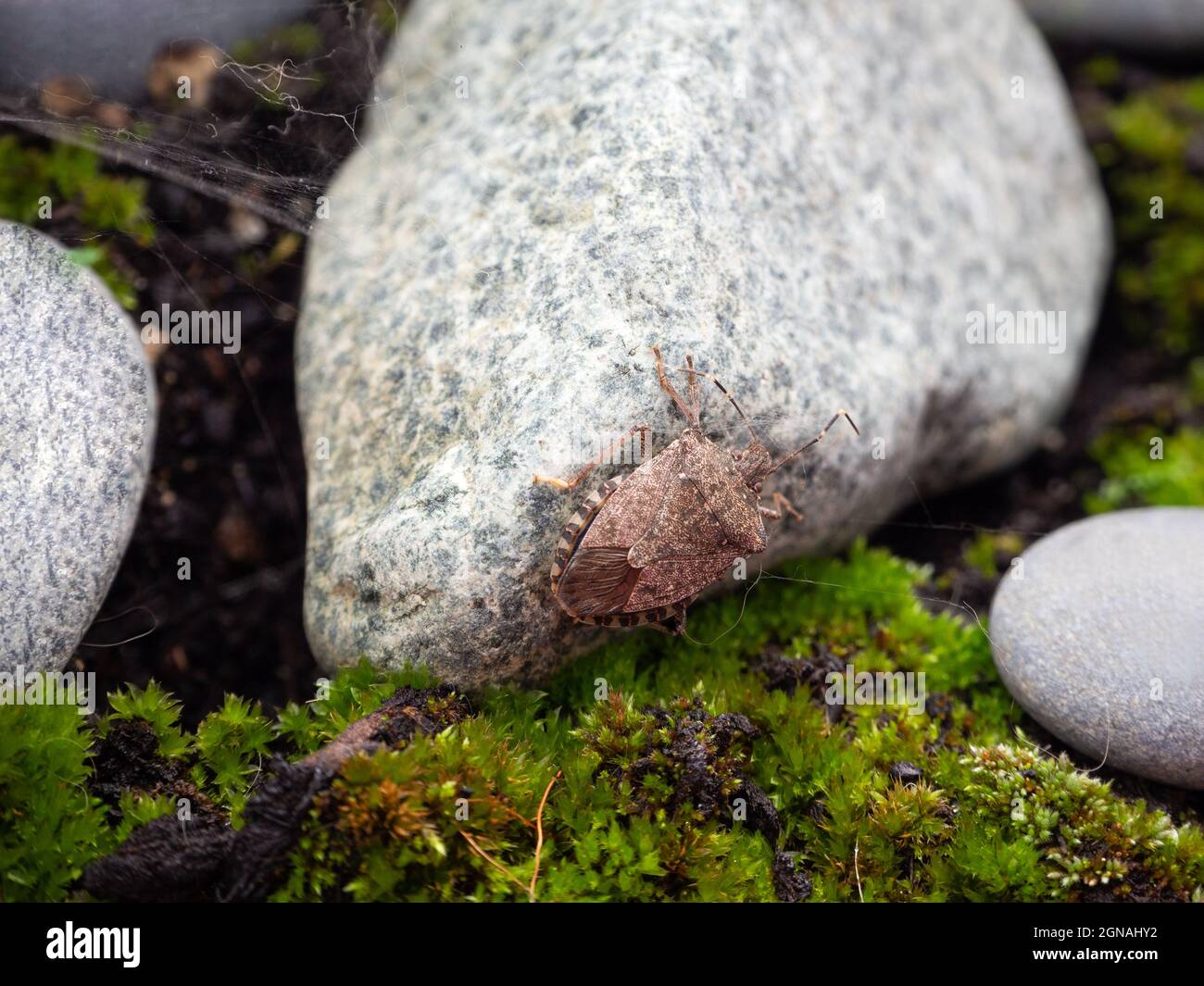 Proboscis green stink bug hi-res stock photography and images - Alamy