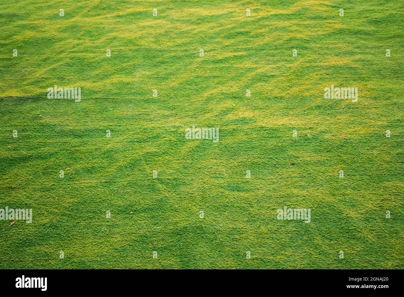 Green grass and field background, grass close-up for backdrop Stock ...