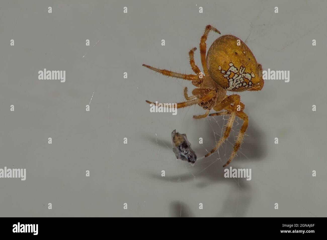 Closeup shot of an ordinary cross spider catching a fly on the gray ...