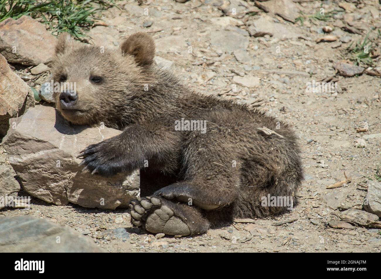 View of a small brown bear lying on the ground near the stones Stock ...