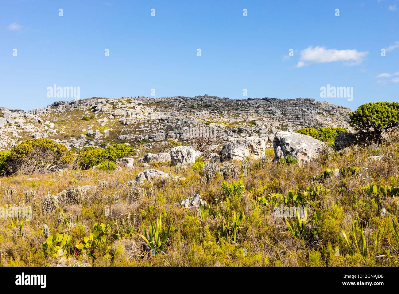 Rugged mountain landscape with fynbos scrub bush flora in Cape Town ...