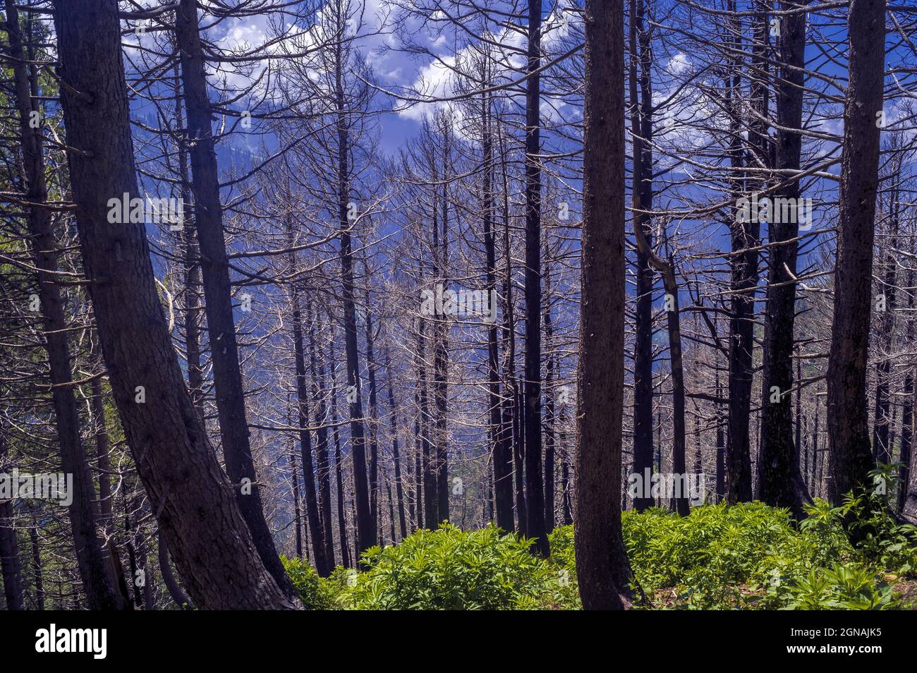 Forest in autumn. Stunning Himalayan mountains panoramic view of ...