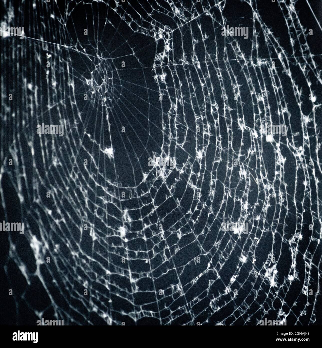 close-up of a large spider web Stock Photo - Alamy
