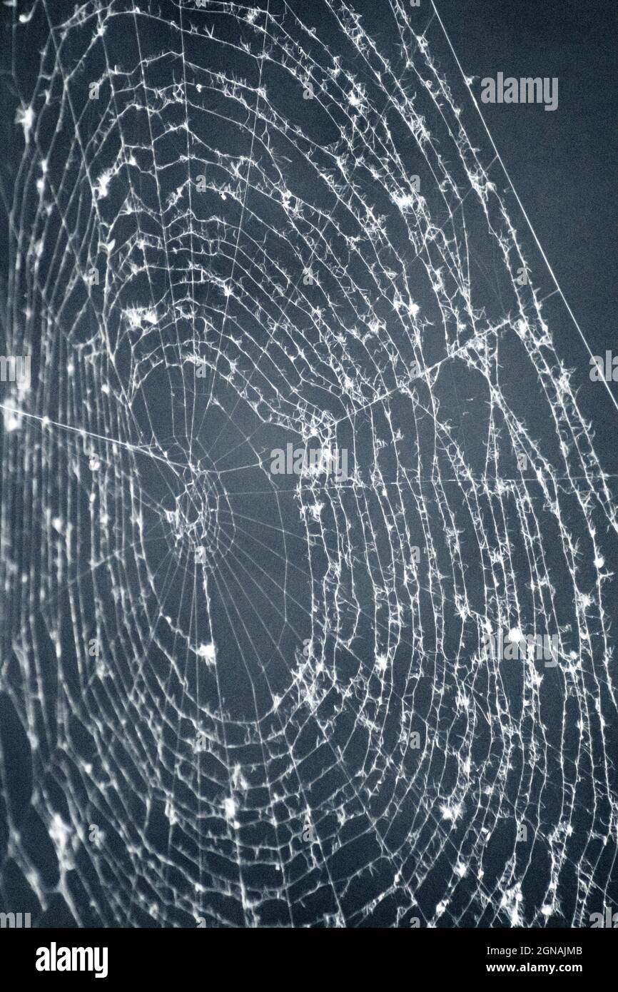 close-up of a large spider web Stock Photo - Alamy