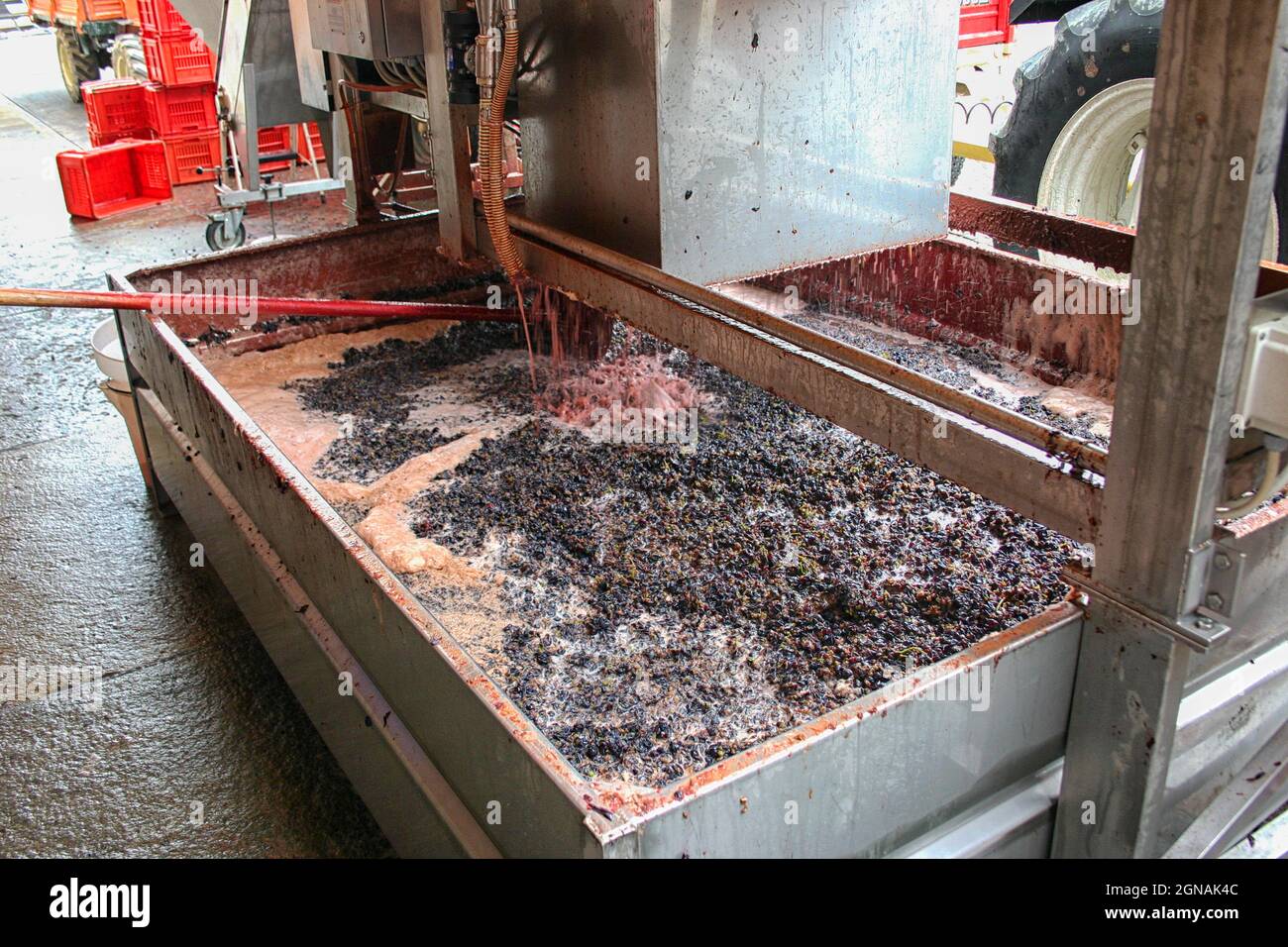 Grapes are filtered at winery Stock Photo - Alamy