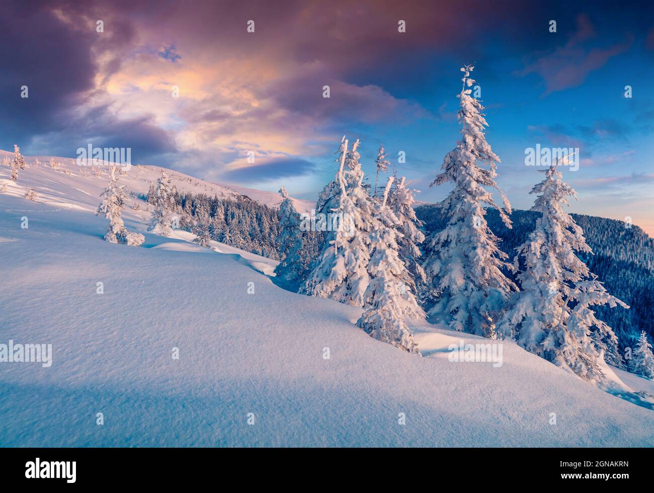 Marvelous winter sunrise in Carpathian mountains with snow covered fir ...