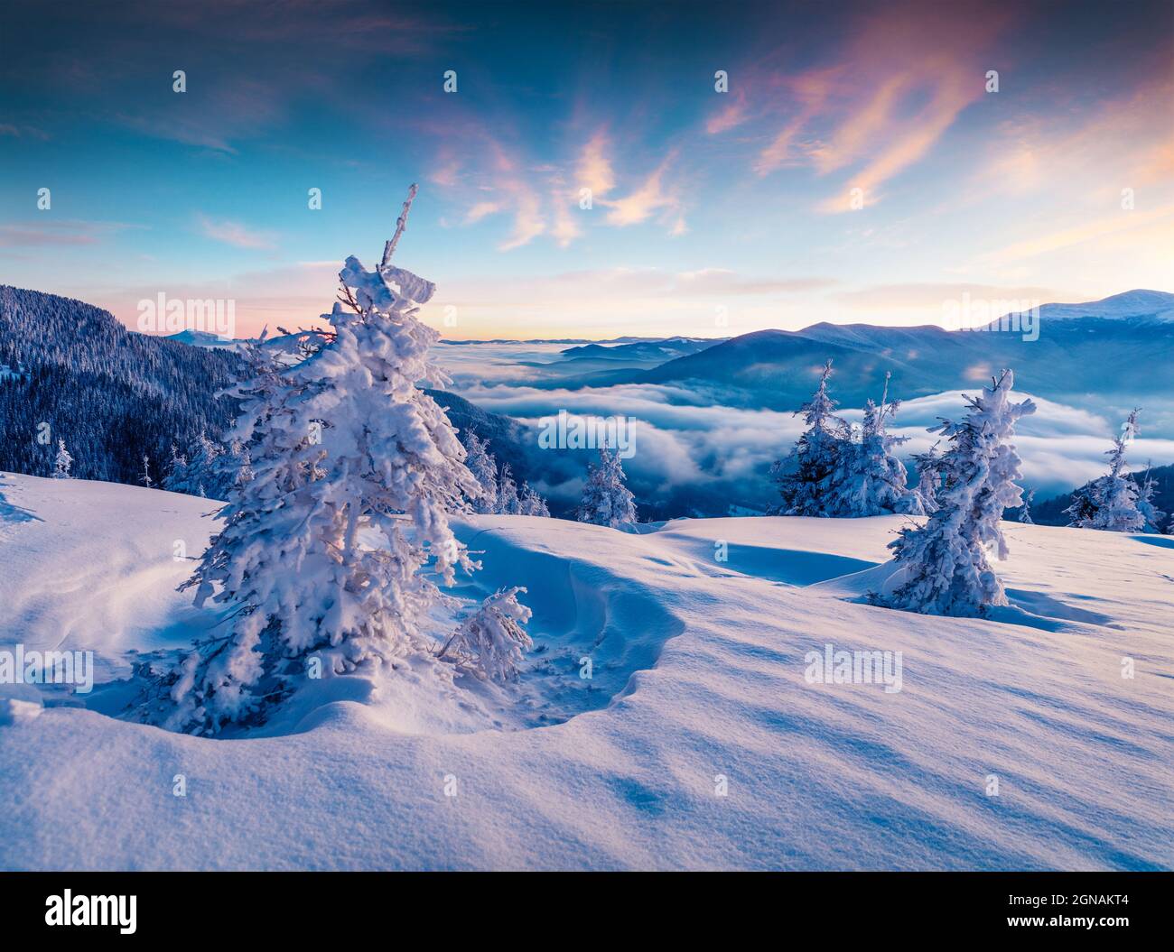 Dramatic winter sunrise in Carpathian mountains with snow covered fir ...