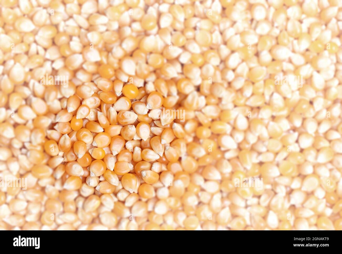 Popcorn corn - Raw grain, full frame image Stock Photo - Alamy