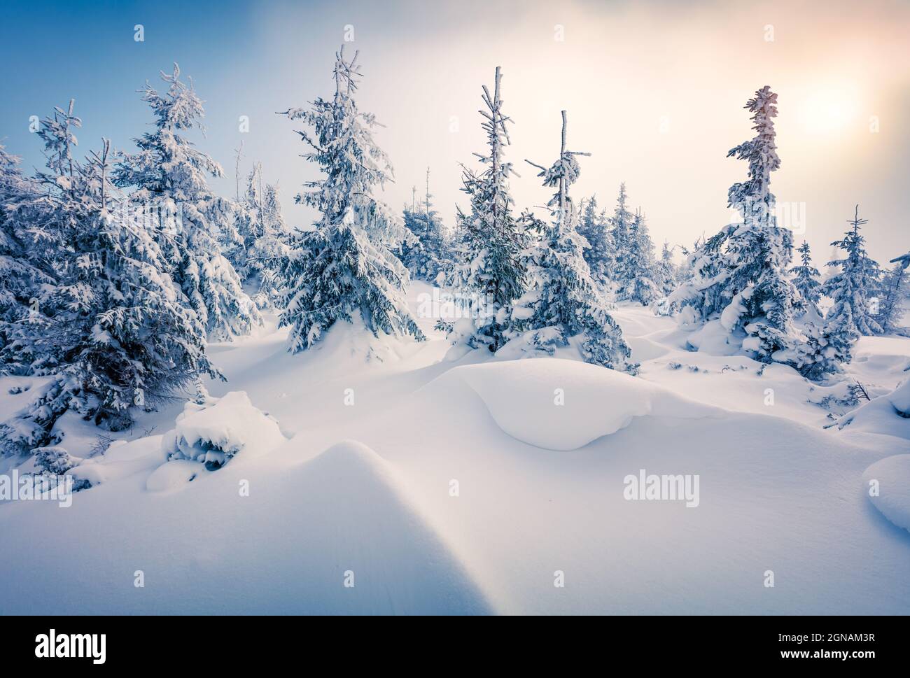 Sunny morning scene in the mountain forest after heavy snowfall. Misty winter sunrise in the ...