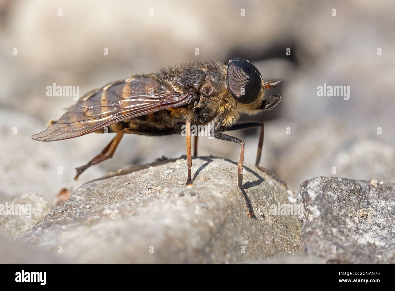 Band-eyed Brown Horsefly (Tabanus bromius) Cumbria GB UK August 2021 ...