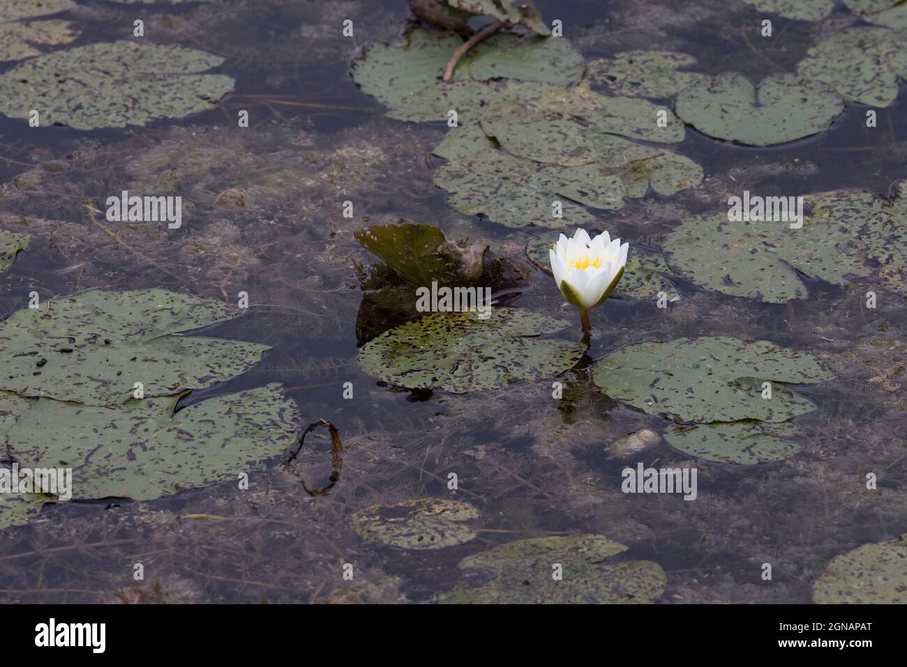 White Water-lily (Nymphaea alba Stock Photo - Alamy