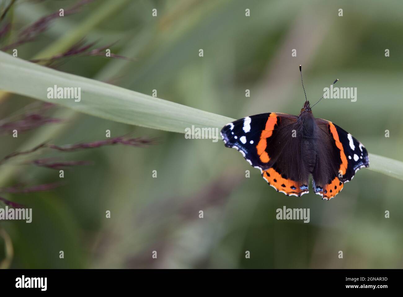 Red Admiral (Vanessa atalanta Stock Photo - Alamy