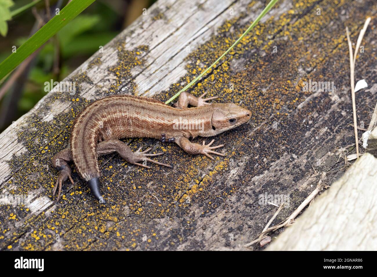Regrow tail hi-res stock photography and images - Alamy