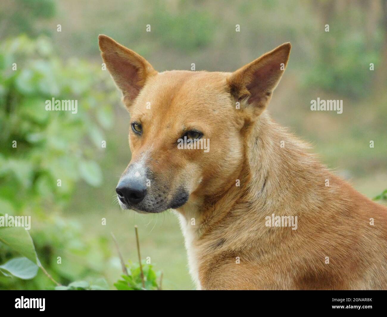Closeup of the beautiful ginger dog looking around Stock Photo - Alamy