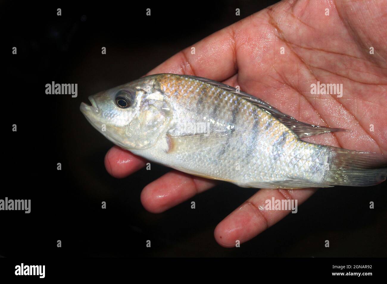 Closeup of a small tilapia fish on a man's palm against a black ...